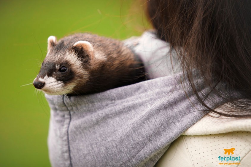 The domestic ferret: a cute and cuddly trouble maker