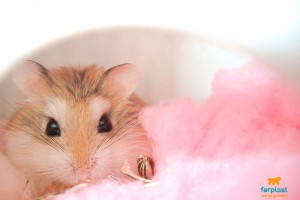 O HAMSTER ROBOROVSKY, UM CONCENTRADO DE VIDA - LOVE FERPLAST