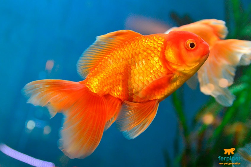 Japanese goldfish, a symbol of wealth and happiness - LOVE FERPLAST