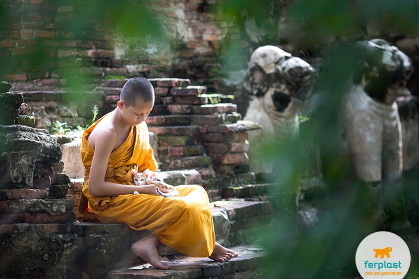 Sacred Cat of Burma: the cat with sapphire eyes - LOVE FERPLAST