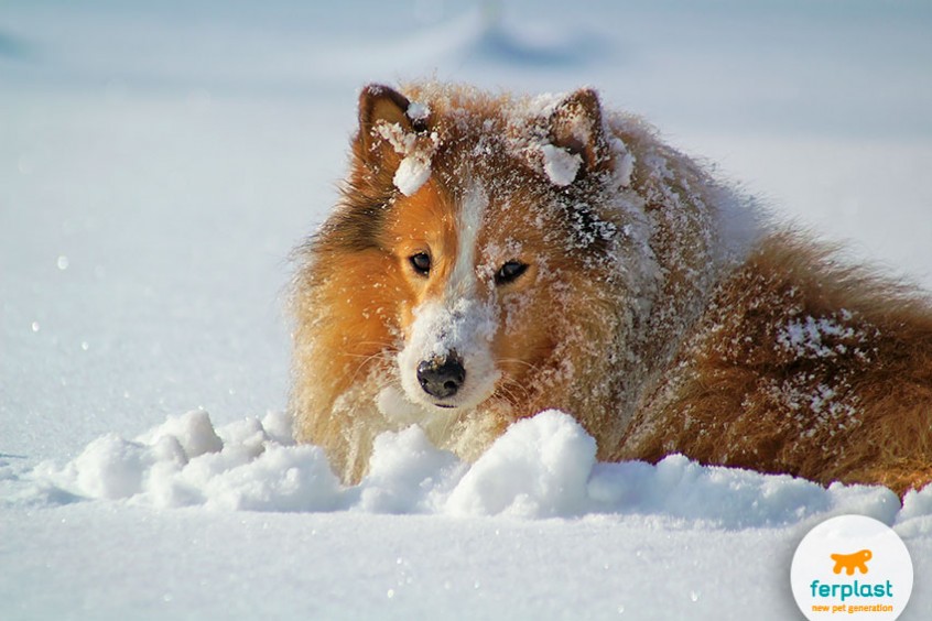 Perché si dice "fa un freddo cane"? - LOVE FERPLAST
