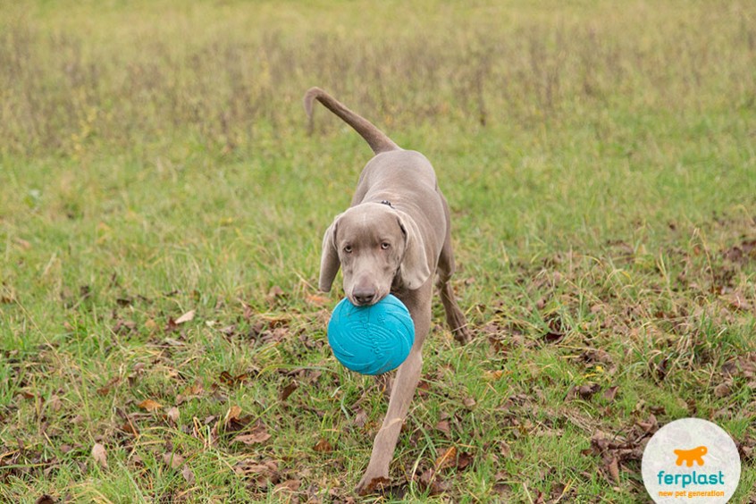 Disc Dog, training your dog to play Frisbee with you - LOVE FERPLAST