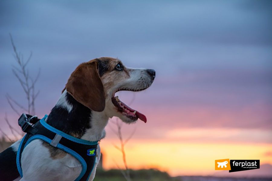 Pet Influencers - What They Are And What They Do