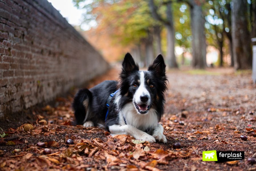 The Most Loving Dogs' Breeds