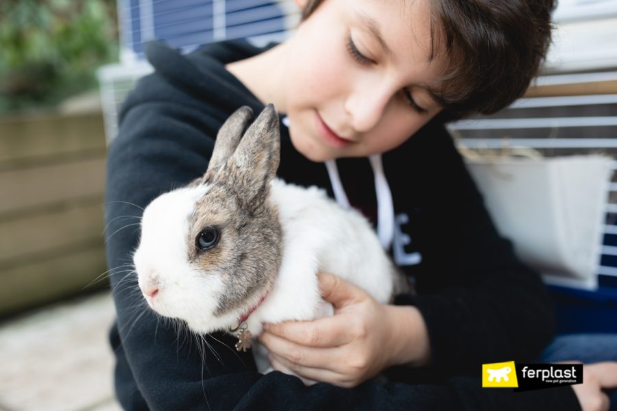 The Language Of Rabbits: Did You Know That Rabbits Purr?