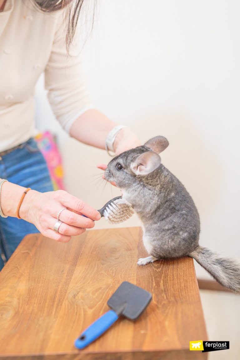 HOW DO YOU TAKE CARE OF CHINCHILLA FUR?