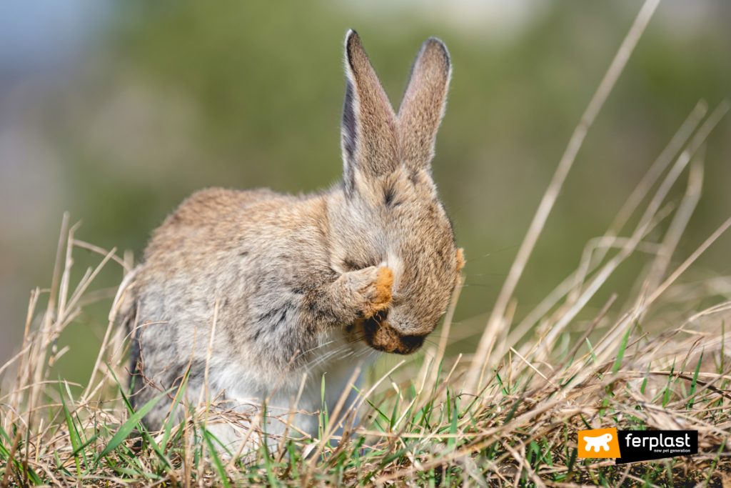Science Says Animals Have Emotion Too