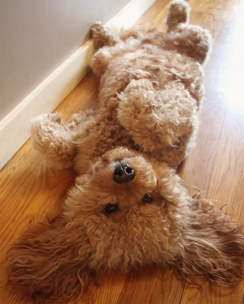 THE DOG INFLUENCERS OF INSTAGRAM - LOVE FERPLAST