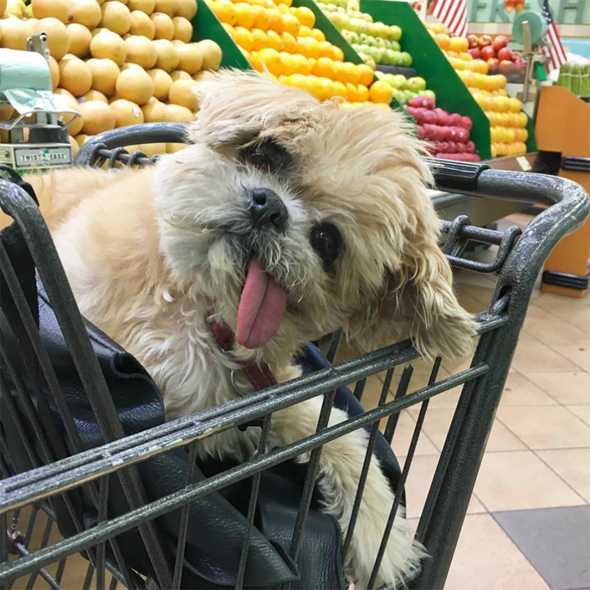 THE DOG INFLUENCERS OF INSTAGRAM - LOVE FERPLAST