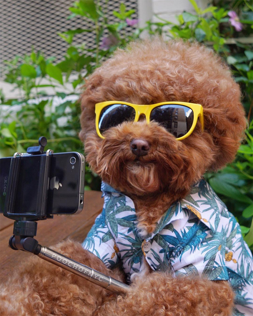 THE DOG INFLUENCERS OF INSTAGRAM - LOVE FERPLAST