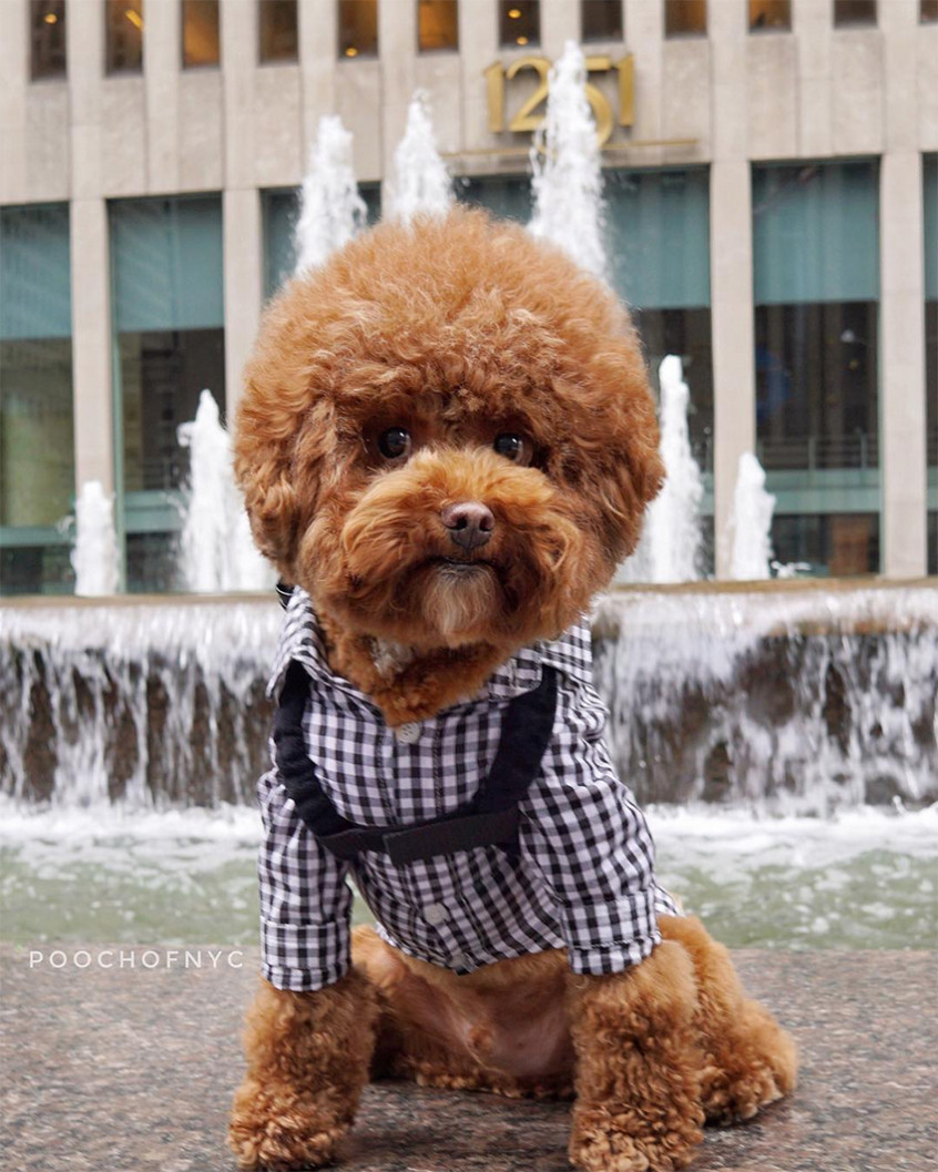 THE DOG INFLUENCERS OF INSTAGRAM - LOVE FERPLAST