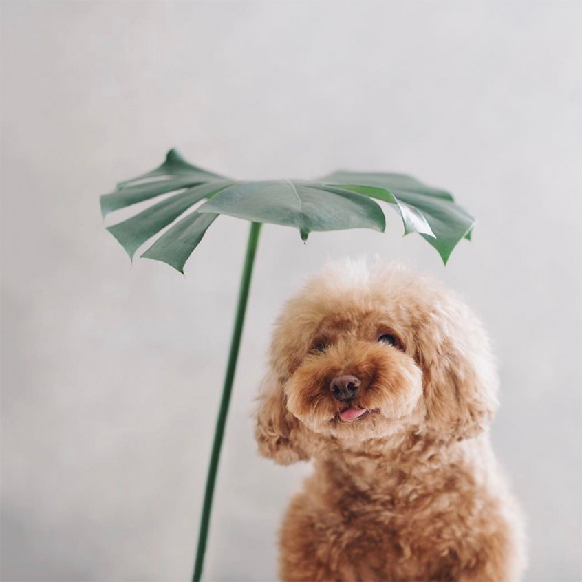 THE DOG INFLUENCERS OF INSTAGRAM - LOVE FERPLAST