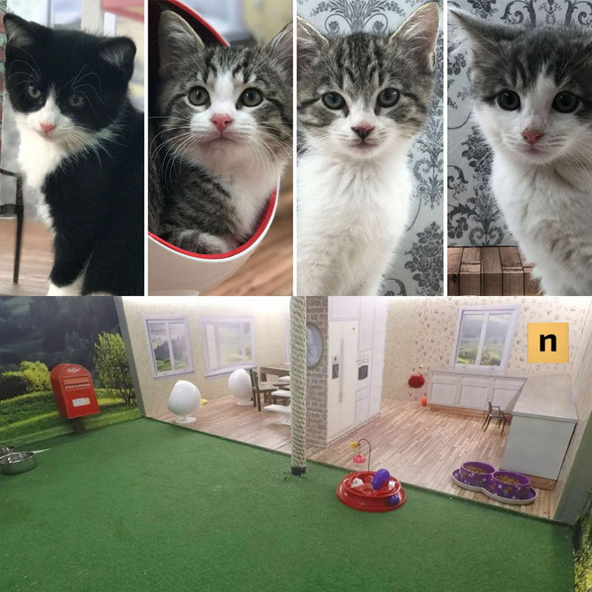 KATTARSHIANS: THE REALITY SHOW WITH CATS - LOVE FERPLAST