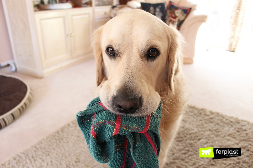 WHY DO DOGS HIDE AND BURRY FOOD? - LOVE FERPLAST