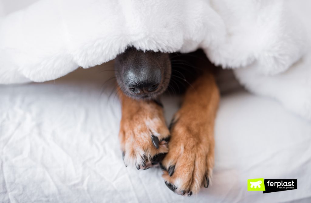 How To Protect And Heal Dog Paws From Ice And Snow