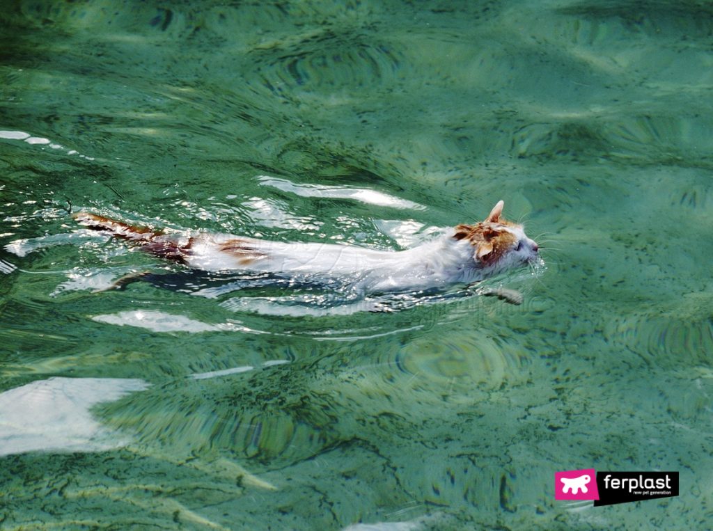 Why Do Cats Hate Water