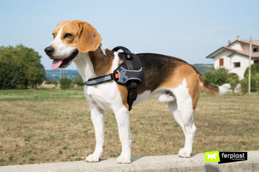 The Most Athletic Dogs