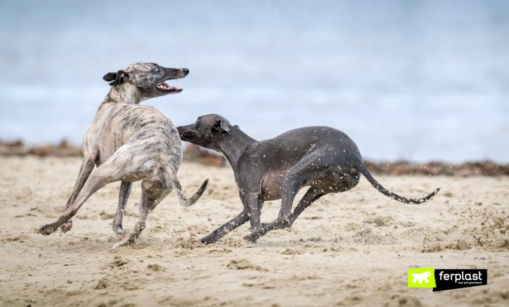 The Most Athletic Dogs