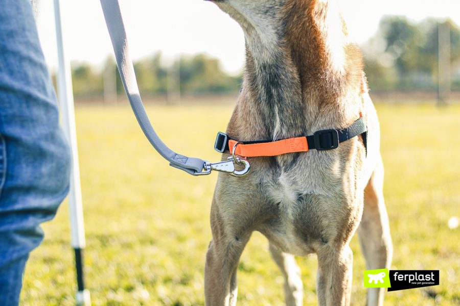 AS MELHORES GUIAS E PEITORAIS PARA CÃES QUE PUXAM - LOVE FERPLAST