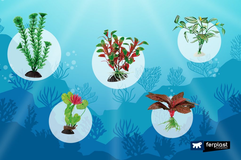 Preparing your Fish Tank: Choosing the Right Plants