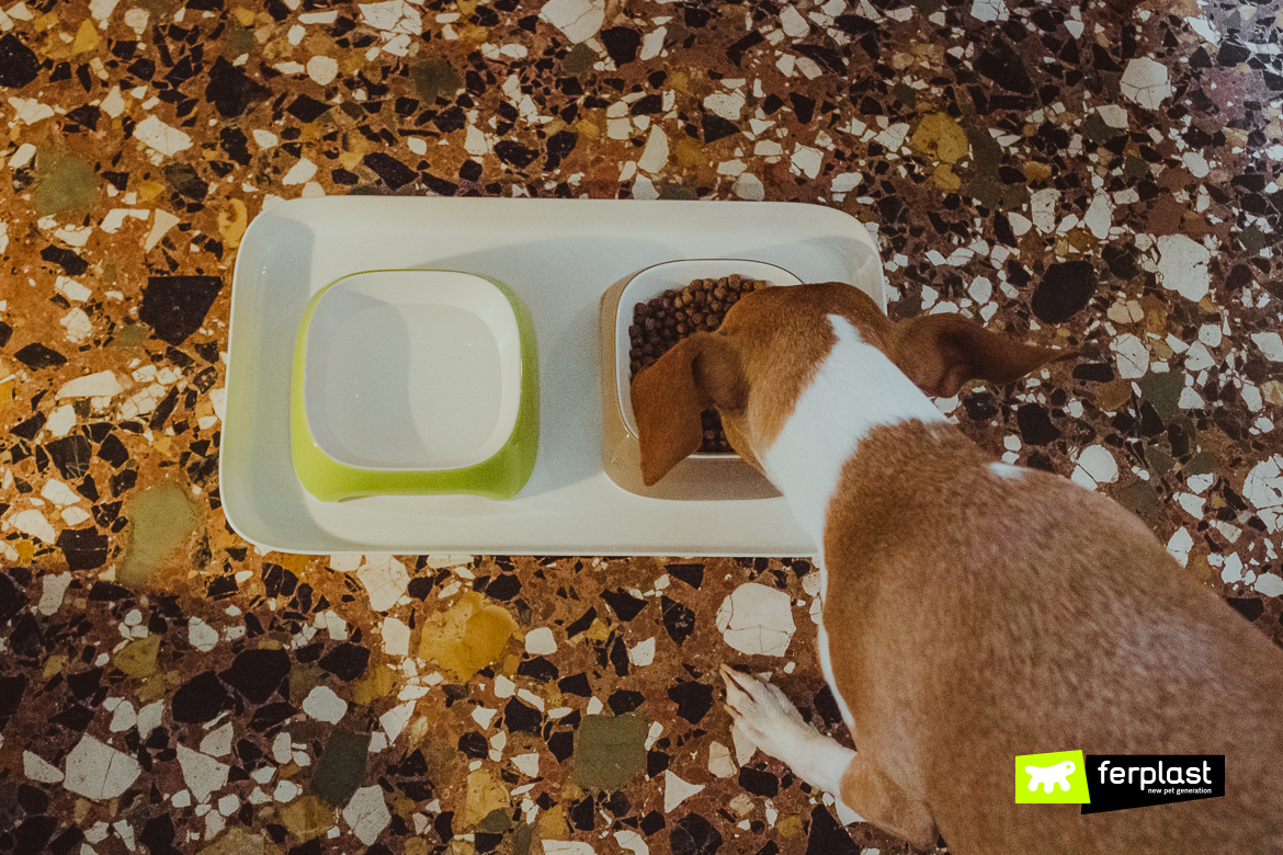 НОВИНКА 2019 ГОДА: GLAM TRAY, МИСКА ДЛЯ СОБАК, КОТОРАЯ НИЧЕГО НЕ ...