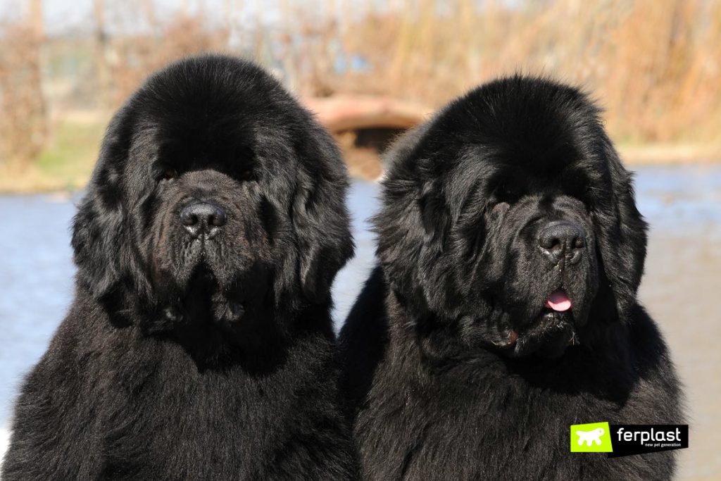 Le Razze di Cani Più Grandi al Mondo, Classifica Aggiornata