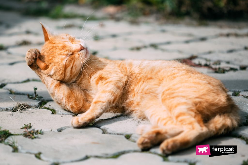 DERMATITE EM GATOS: CAUSAS E TRATAMENTOS - LOVE FERPLAST