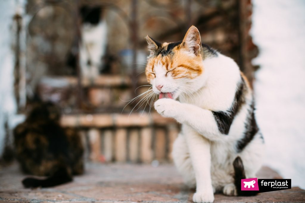 DERMATITE EM GATOS: CAUSAS E TRATAMENTOS - LOVE FERPLAST