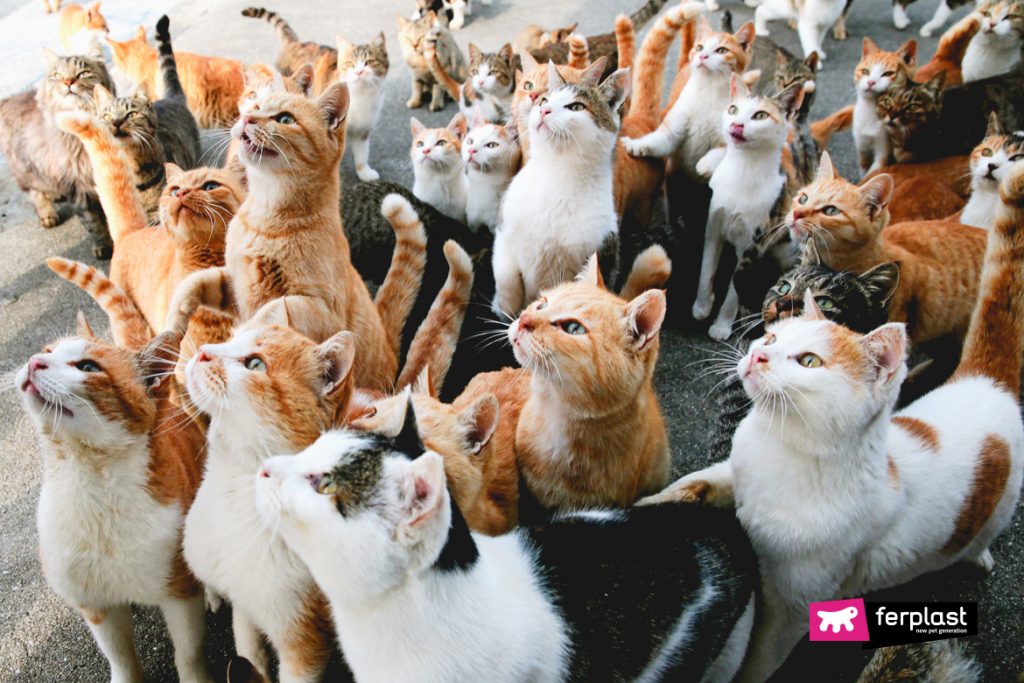 Cat Islands: Cat Islands You Can Visit aroud the World