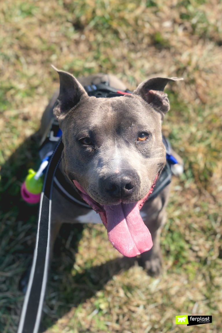 American Staffordshire Terrier, Characteristics And Personality
