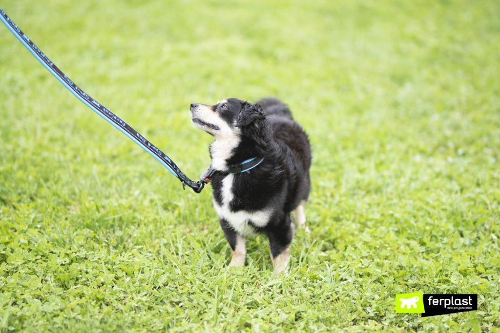 Sport With A Dog: Mantrailing, Example of an Excersise