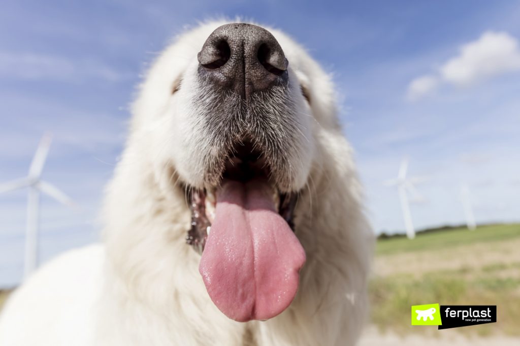 How Do Dogs Sweat? Useful Tips to Help your Dog Withstand the Heat