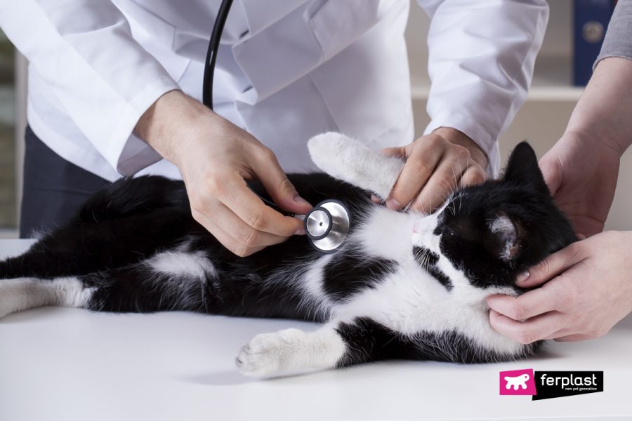 Cat And Gasping Breath, Causes And Remedies