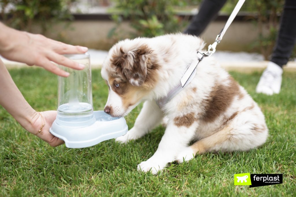 How Do Dogs Sweat? Useful Tips to Help your Dog Withstand the Heat