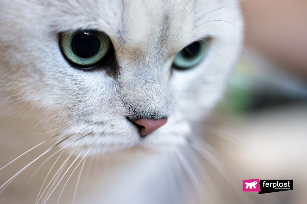 Cat And Gasping Breath, Causes And Remedies