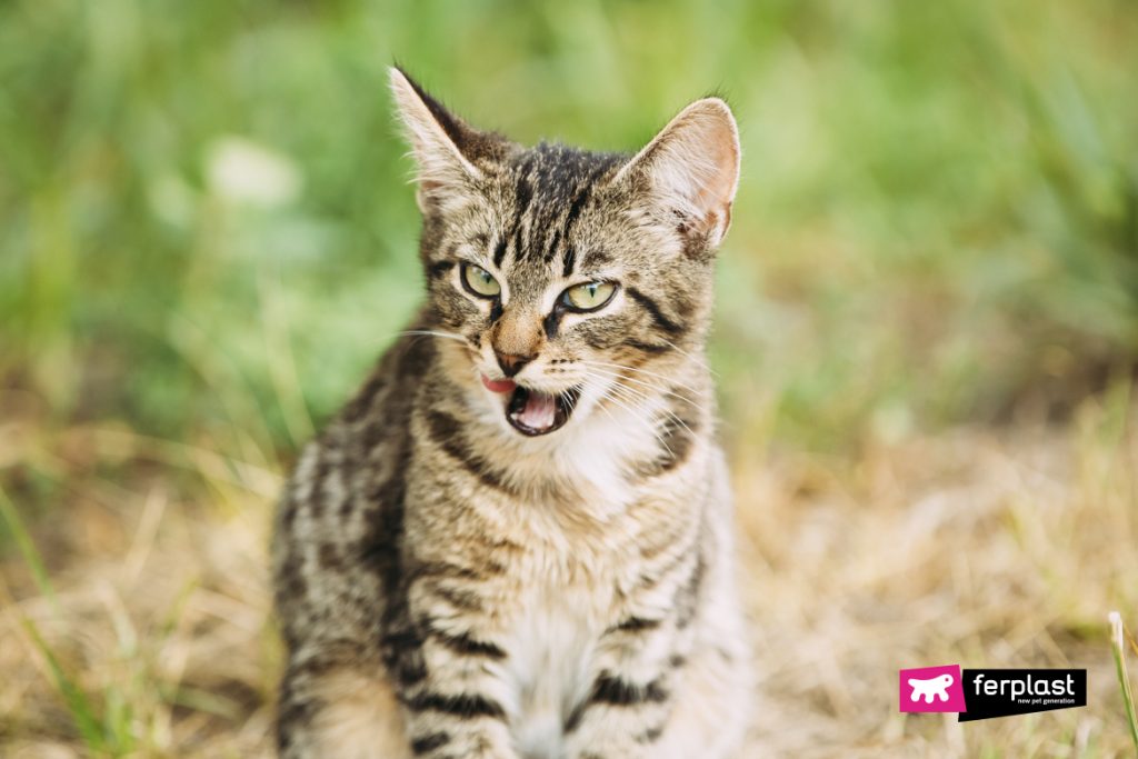 Cat And Gasping Breath, Causes And Remedies