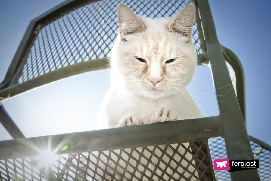 White Cats And The Sun… What Precautions To Take