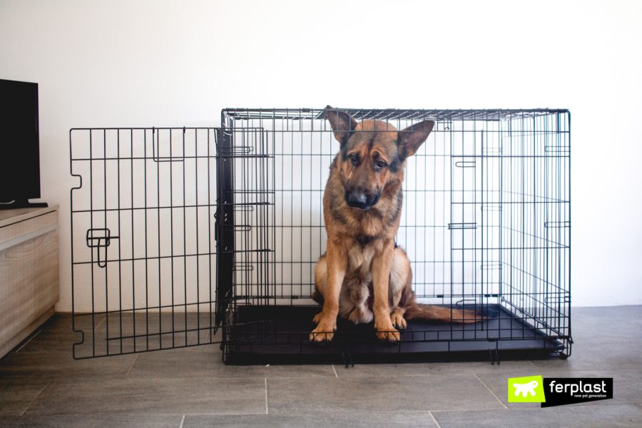 Qué Hacer Si El Perro Adulto Hace Pipi En Casa? Consejos Ùtiles