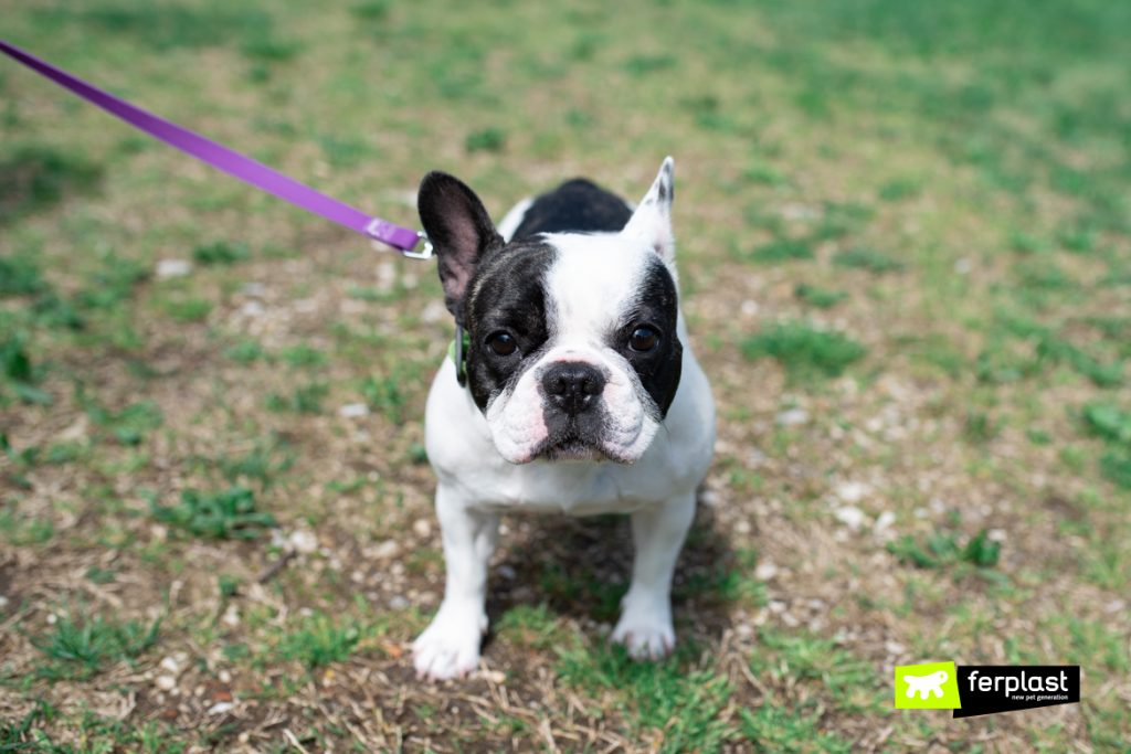 Short-Tailed Dog Breeds