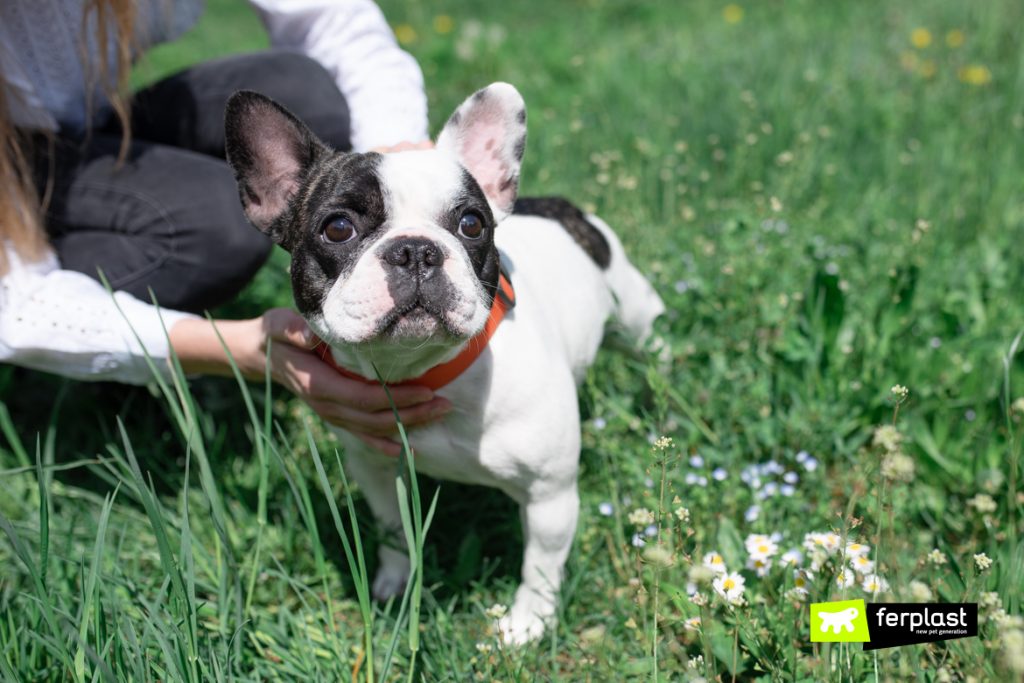 Short-Tailed Dog Breeds