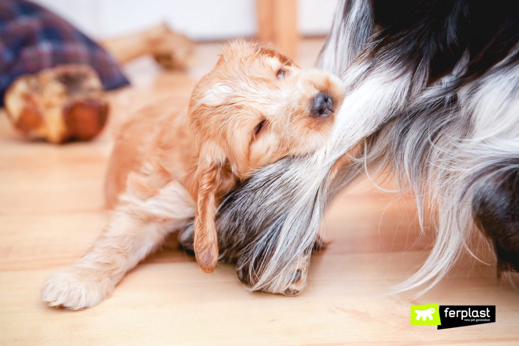 How To Establish A Friendship Between Dogs, Socialisation