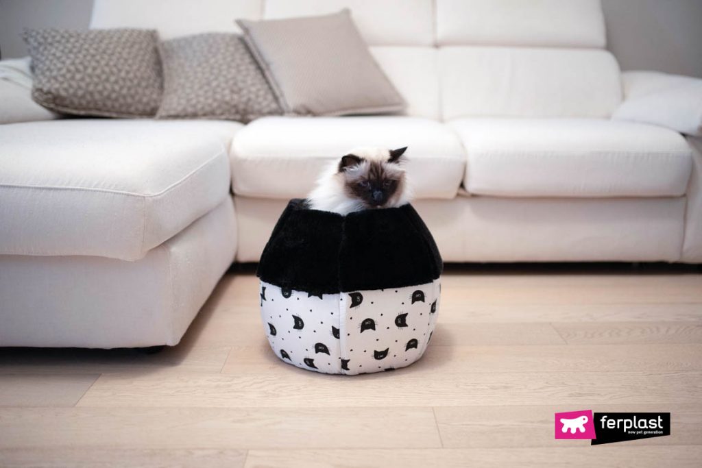 Cats And Hide-And-Seek, The Best Cucks To Play In Winter