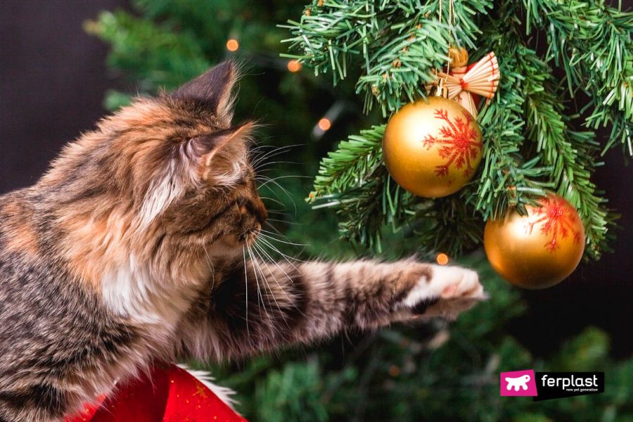 Cos’è Il Natale Per I Gatti? Gli Aspetti del Natale che il Gatto Ama