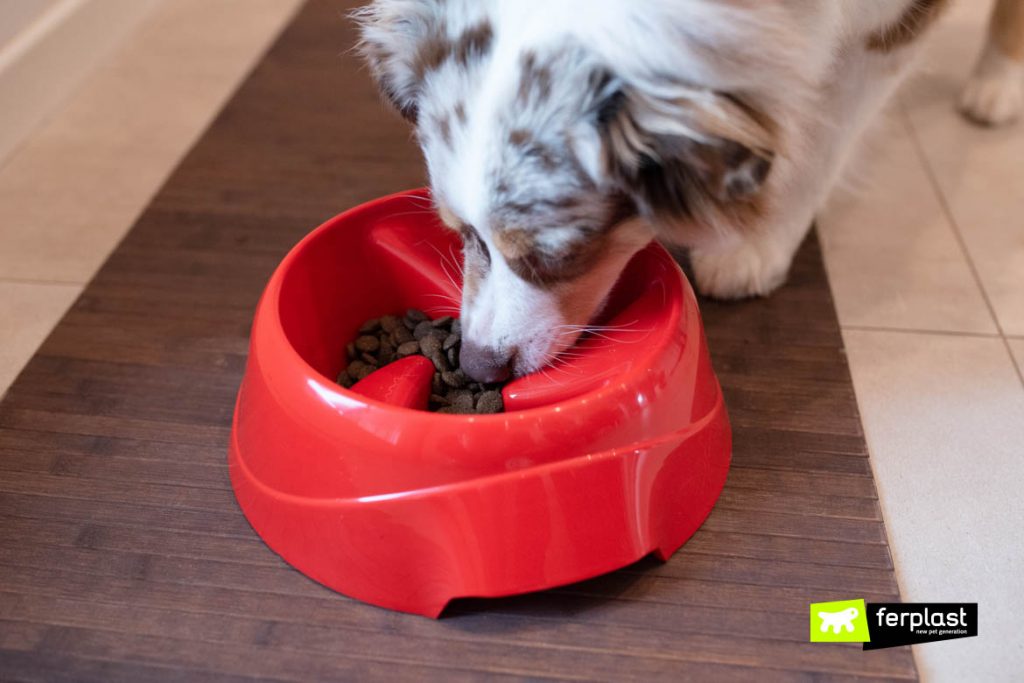 The Dog Eats Too Quickly: What To Do in Five Steps