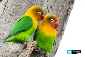 Pappagalli Inseparabili: Gli Uccelli Che Si Amano Per Sempre