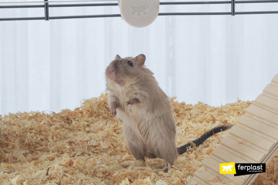The Gerbil: 5 Things To Know About The Desert Rodent