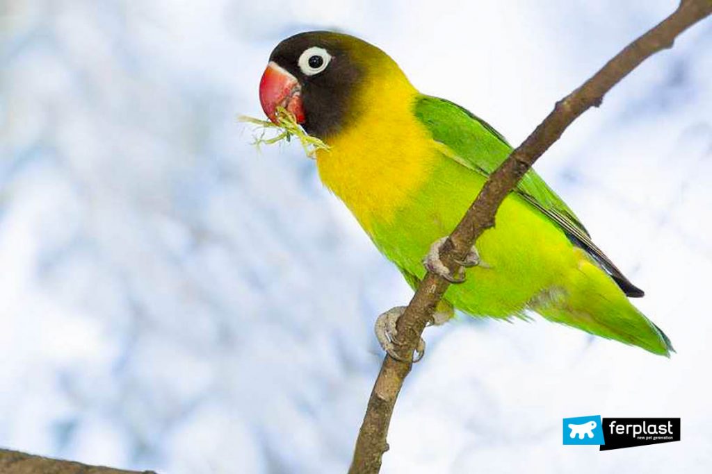 Pappagalli Inseparabili: Gli Uccelli Che Si Amano Per Sempre
