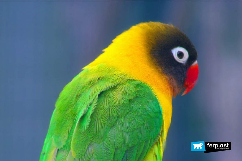 Pappagalli Inseparabili: Gli Uccelli Che Si Amano Per Sempre