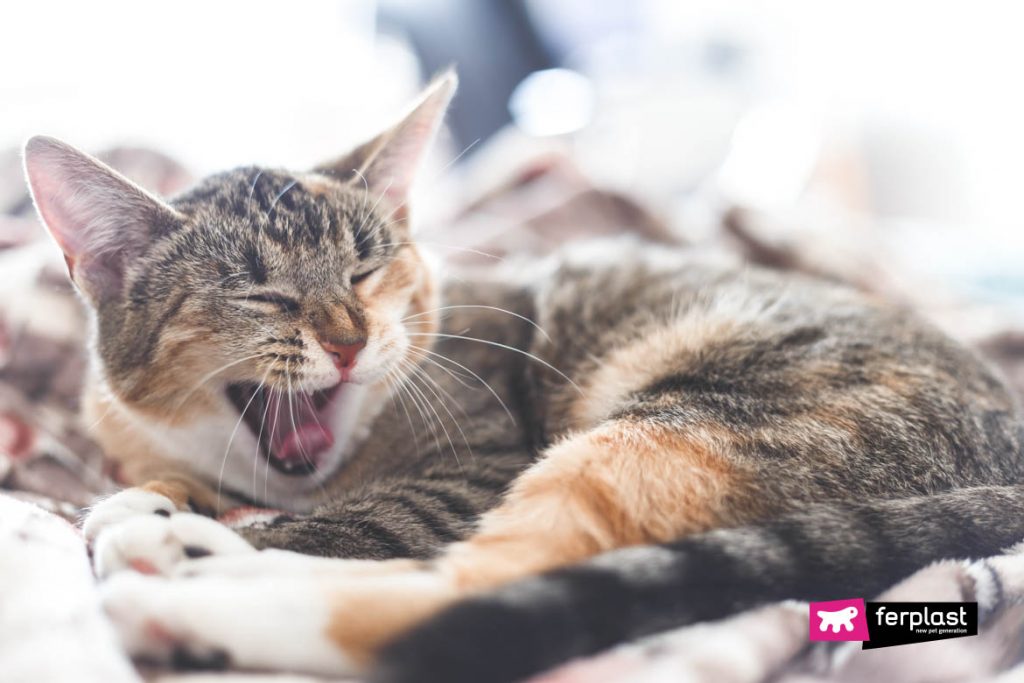 COMO RECONHECER E TRATAR A GRIPE FELINA - LOVE FERPLAST