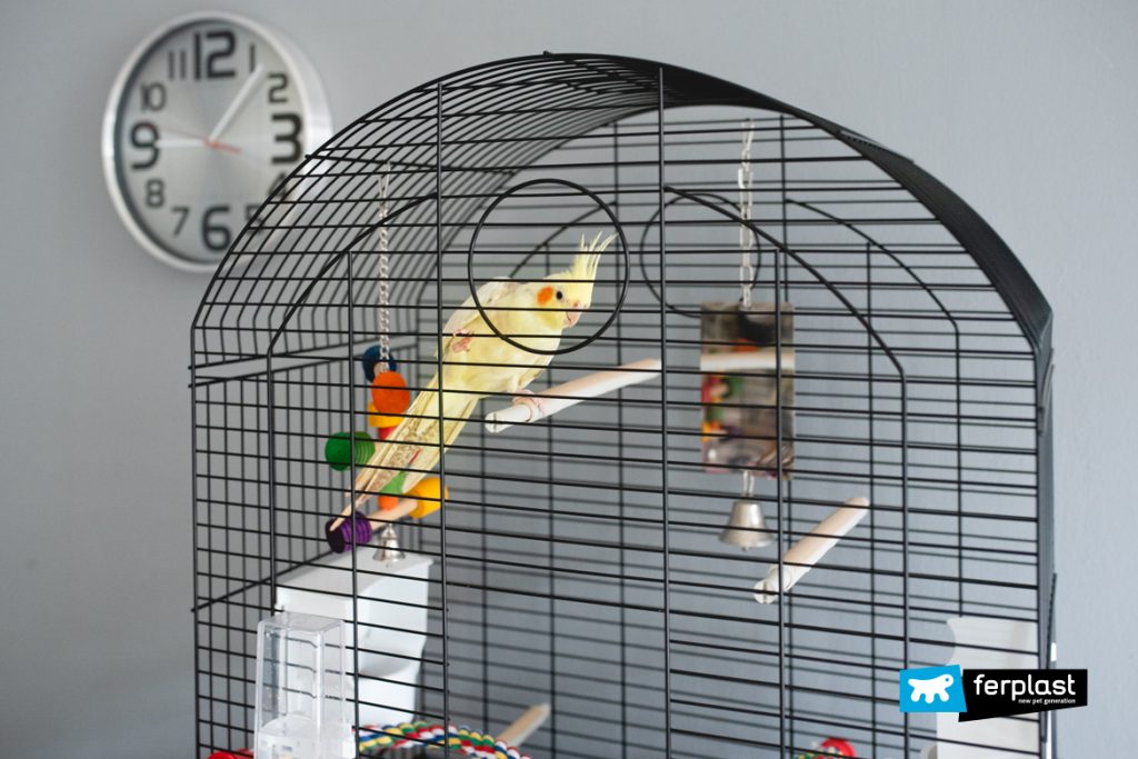 The Cockatiel, How To Set Up Its Home: Feeder and Toys